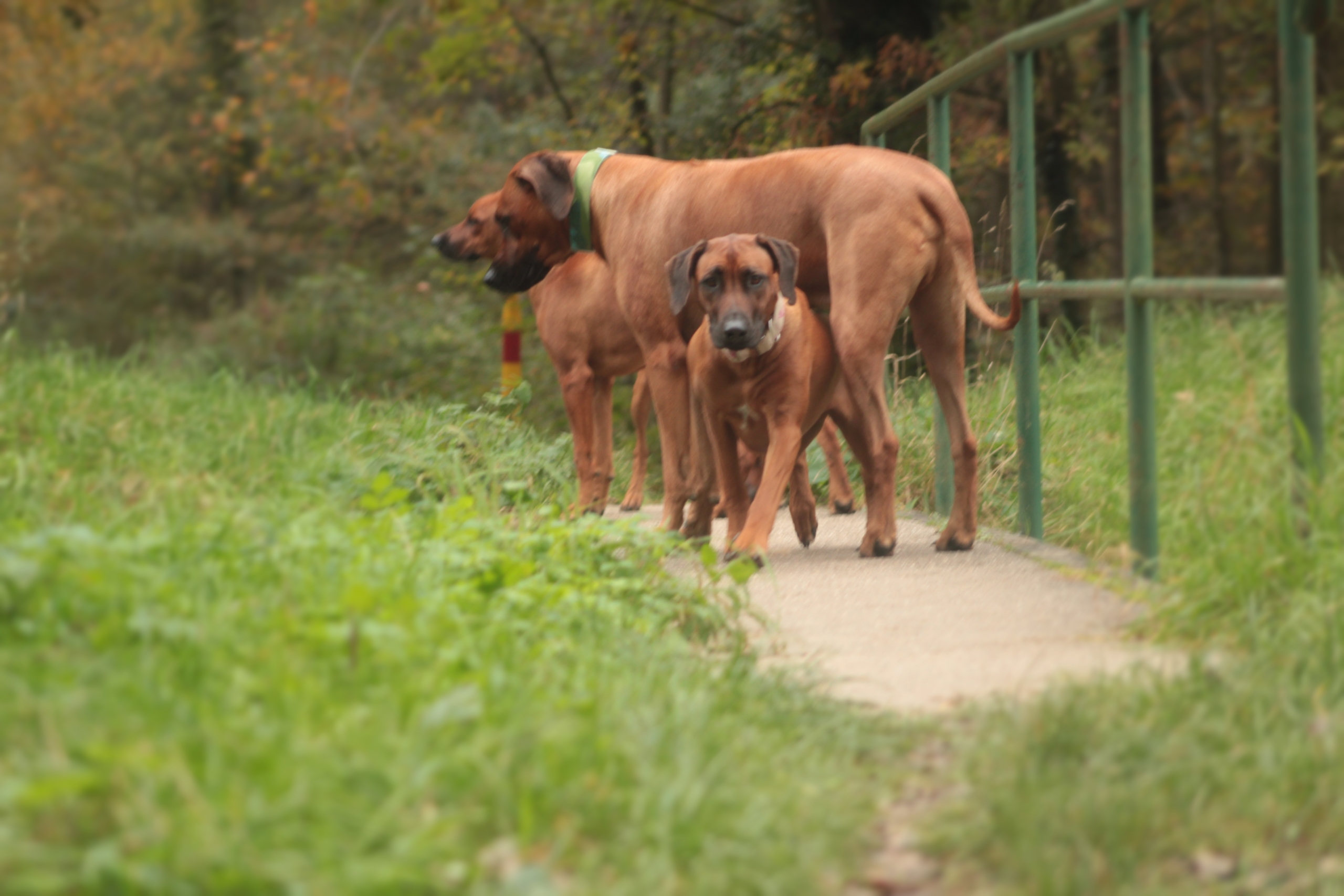Rhodesian Ridgeback – Usono Rhodesian Ridgebacks